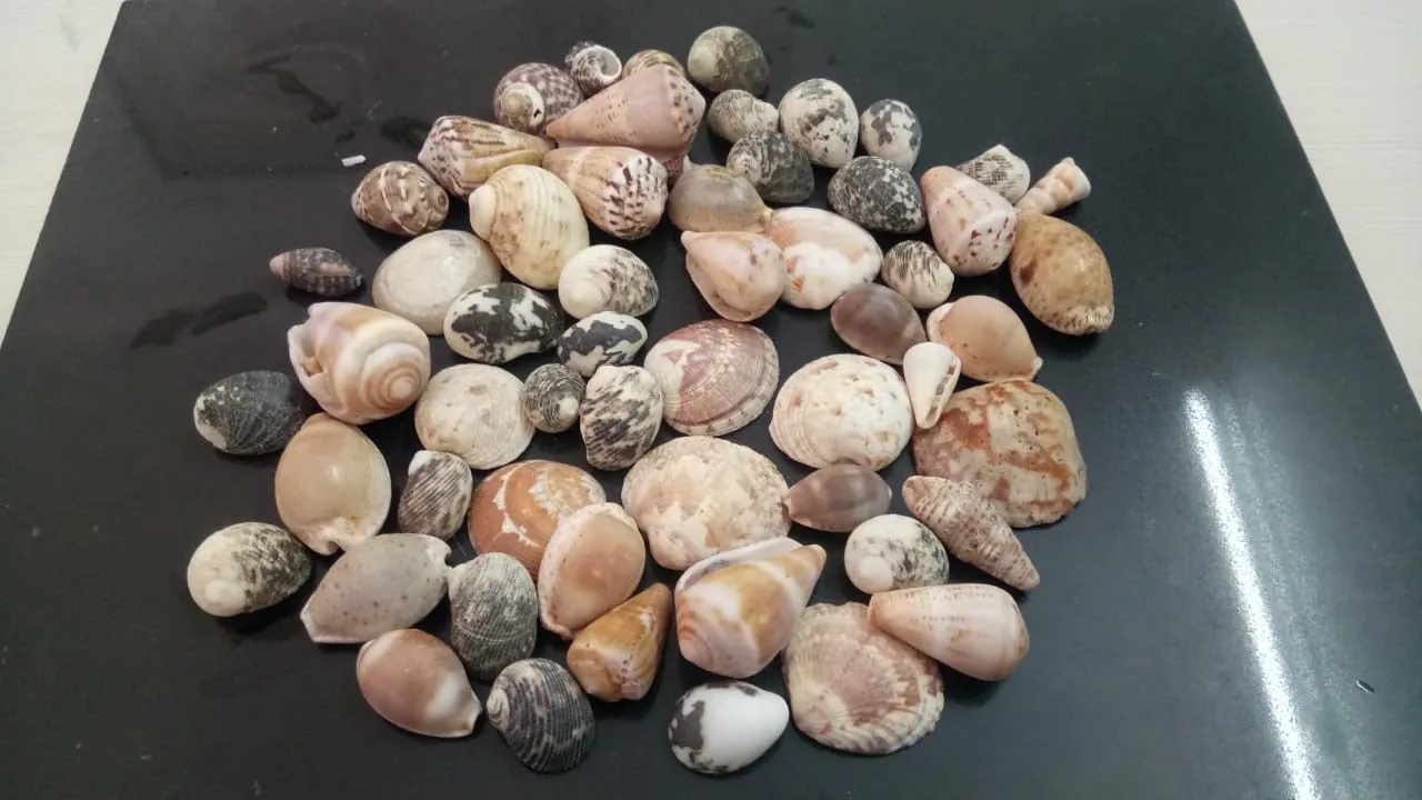 Natural Art Work Special Multi Color Seashell Ecofriendly Items Used in ...