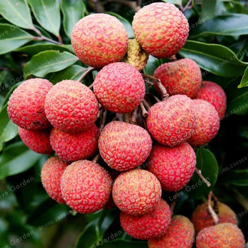 Fresh Lychee With Cheap Price Season 2022 - Ms Jennie - Buy Lychee ...