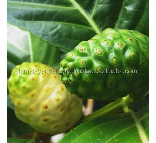 Factory Supply 100% Pure Natural Morinda Citrifolia Noni Fruit Extract ...