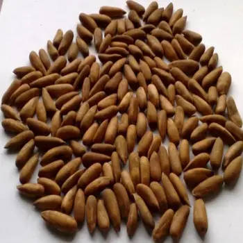 Pakistani Cedar Nuts / Pine Nuts Peeled Chalgoza / Chilgoza/ Pakistan Best Quality Pine Nuts In ...