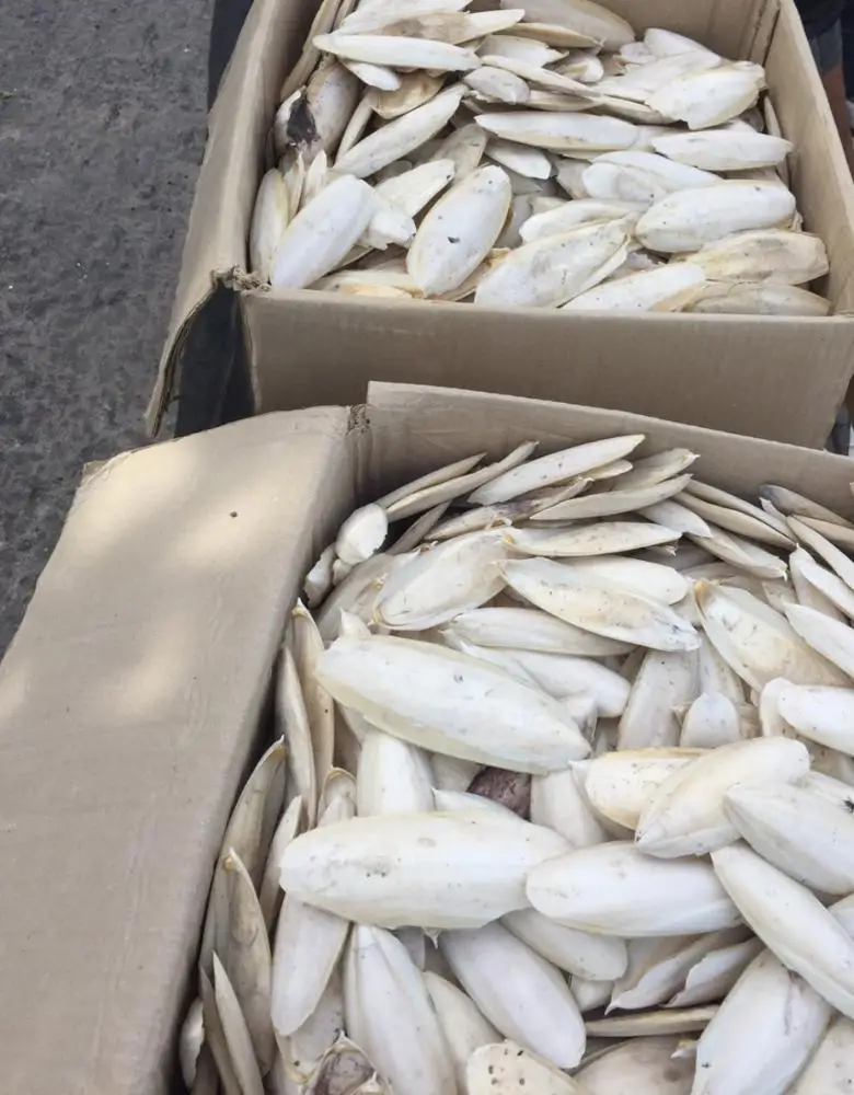 Cuttlefish Bone- Cuttlebone- Cuttle Fish Bones- Dried Squid Bone In ...