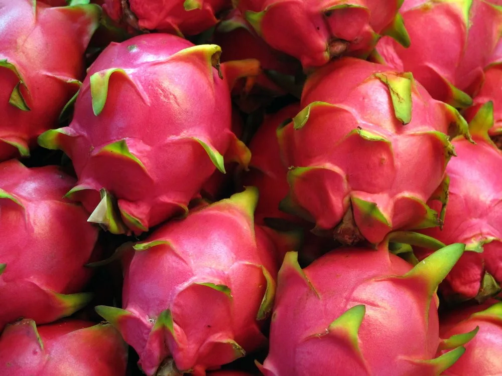 TROPICAL FROZEN DRAGON FRUIT - VIETNAM FRUIT - TOP SALE