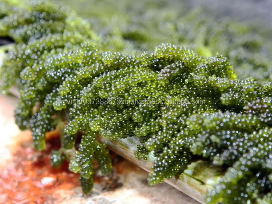Dehydrated Sea Grapes - Vietnamese Caulerpa Lentillifera