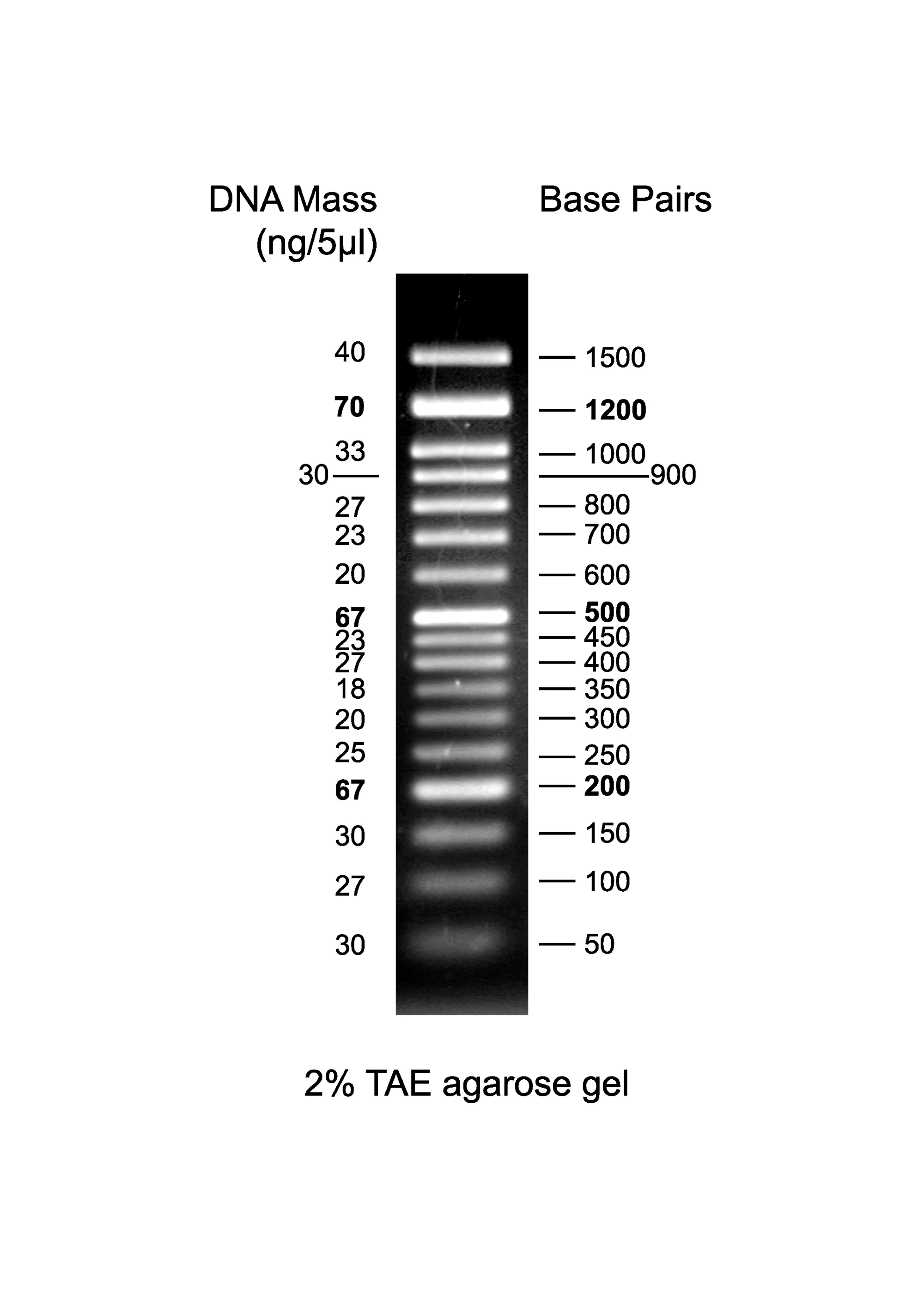Dna Marker Ladder_50bp_50-1.5k Bp (bulk,Oem Available),Ready-to-use ...