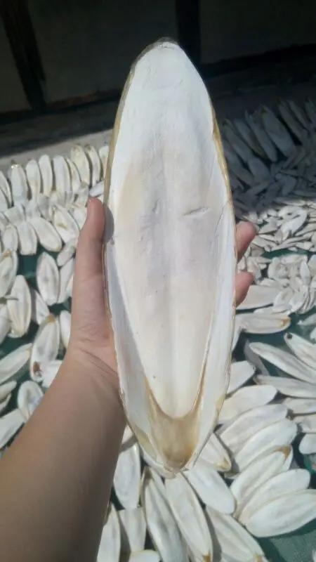Premium Cuttlefish Bone - Natural Calcium Source for Birds & Reptiles ...