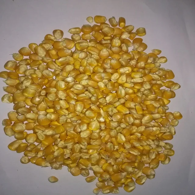 Yellow Corn / Maize For Animal Feed Dry Style Poultry Feed First Grade Quality For Bulk Sales ...