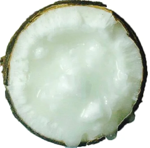 Fresh Makapuno Coconut/Mutant Coconut/Kopyor Coconut WHATSAPP +84 ...