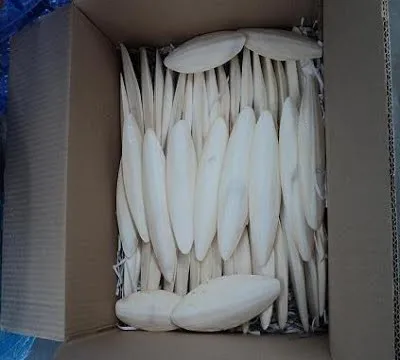 High Calcium Bird Munchies Cuttlefish Bone - Cuttle Bone - Squid Bone ...