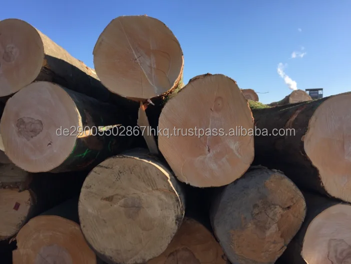 European Beech Log and Lumbers for Sale - Quality & Durability