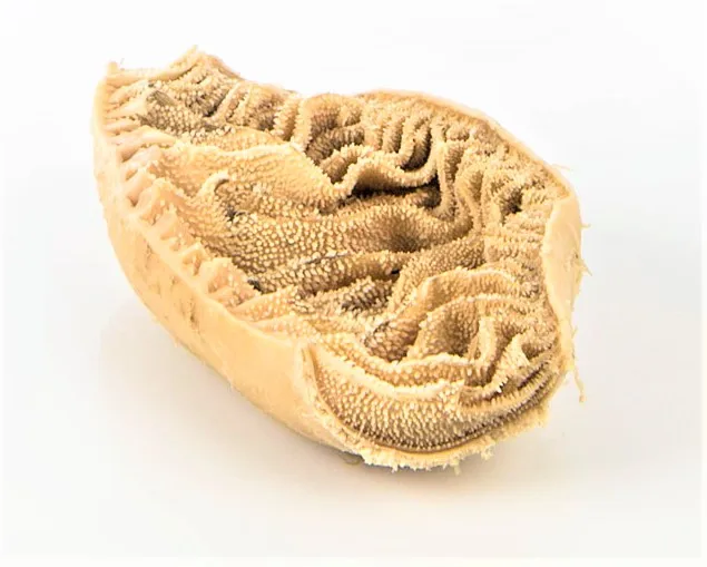 Bulk Salted Beef Omasum Dry And Frozen Omasum For Sale - Buy Beef ...