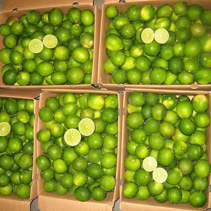 Fresh Green Seedless Lemon, Characteristic Aromatic Product. High ...