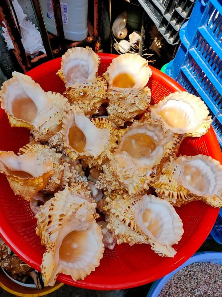 Beautifully Decorative Seashell Snail Shells From Vietnam - Lucky Sea ...