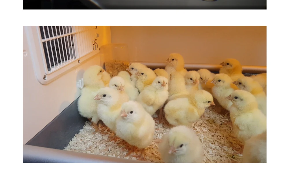 Innovative Digital Chicken Brooder Cage Rcom BIRD BROODER 90
