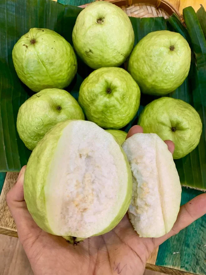 Tropical Fresh Guava/ Queen Guava / Green Guava Very High Quality - Buy ...