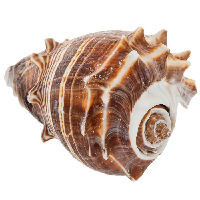 BEAUTIFUL SEA SHELL/ SNAIL SHELL FROM VIETNAM (Jasmine: +99 GOLD DATA ...