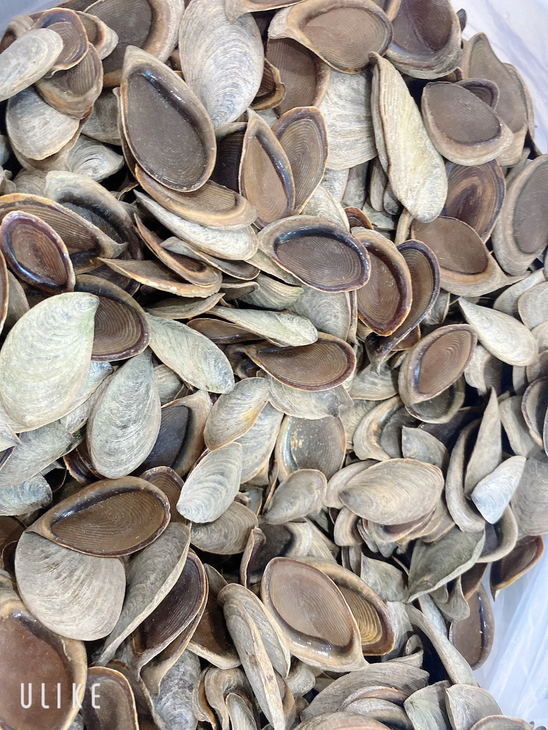 Natural Murex Operculum In Vietnam - Buy Murex Operculum,Dried Murex ...