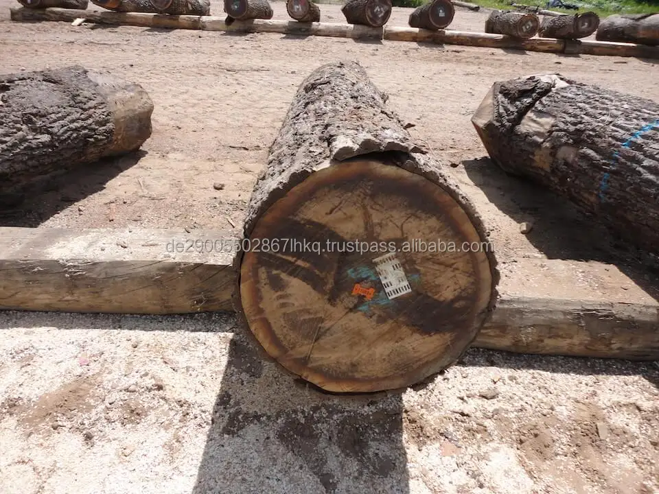 Black Walnut Sawn Logs, 24+ Inches - Premium Quality