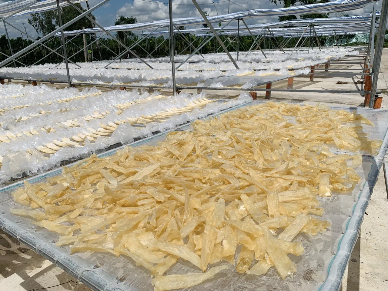 Dried Seafood Yellow Croaker Fish Maw Dried - Dried Fish Maw Of Corvina ...