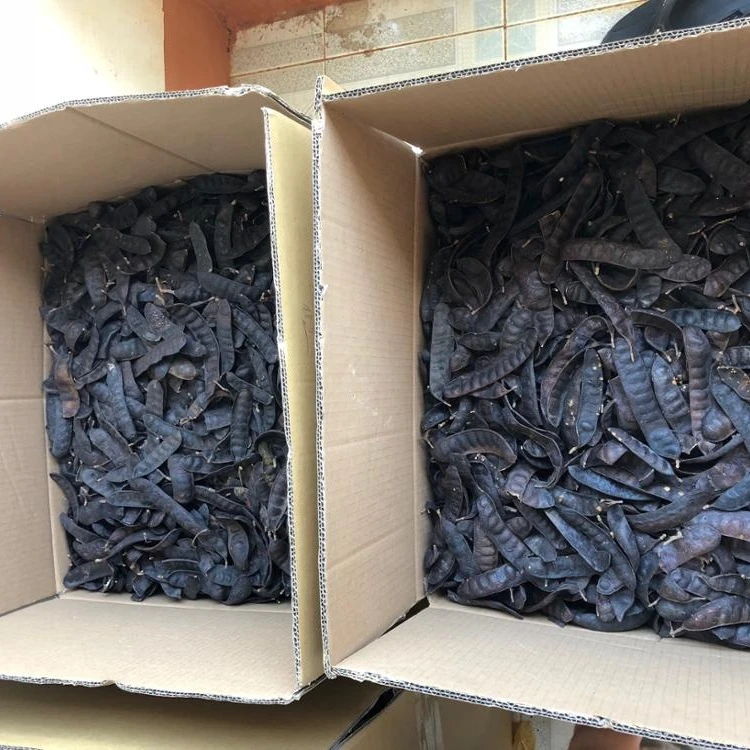 Dried Fructus Gleditschia / Black Locust/locust Bean Seed - Sven + 84 ...