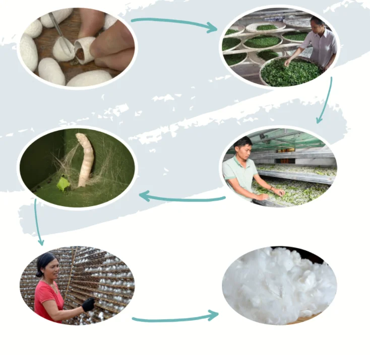 Fresh Natural Silkworm Cocoon for Silk Fiber - Mulberry Silk Cocoon ...