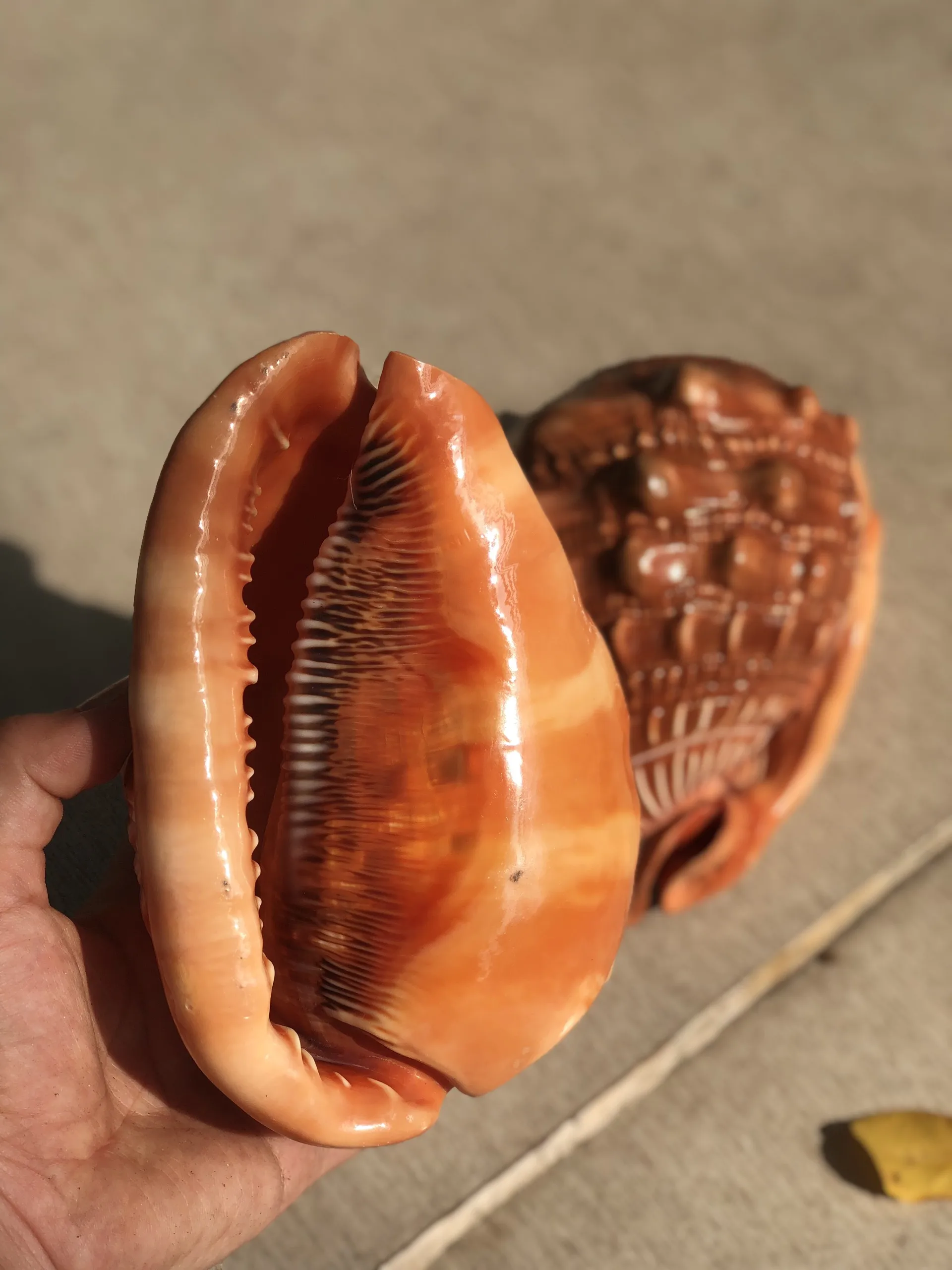 Good Price Natural Snail Shells From Vietnam Red Turban - Buy ...