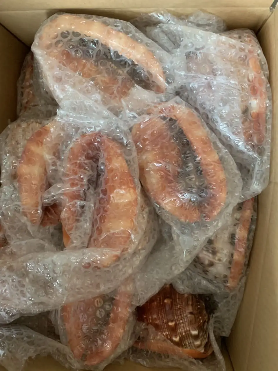 Vietnamese Handicrafts - Colorful Polished Snail Shells