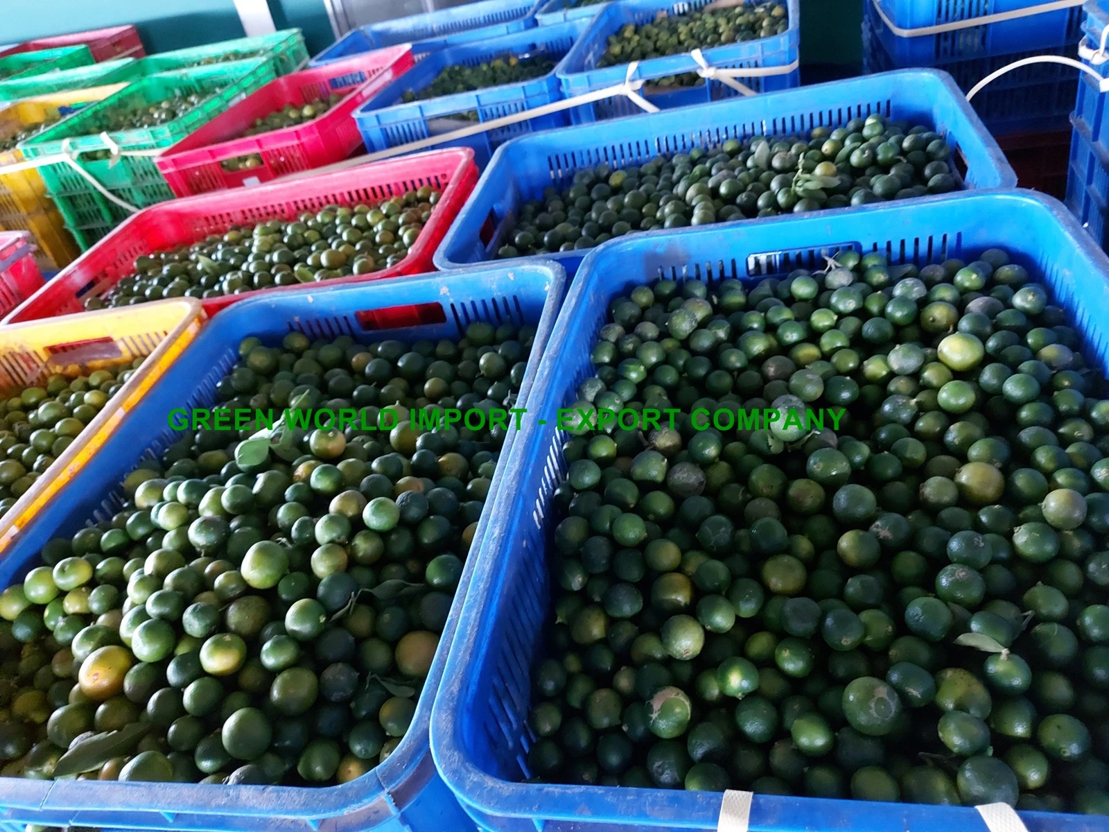 Pure Calamansi Puree - Rich Vitamin C from Vietnam
