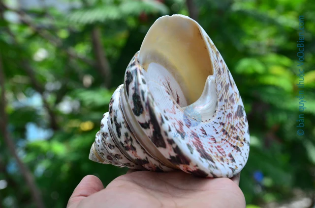 Vietnamese Handicrafts - Colorful Polished Snail Shells