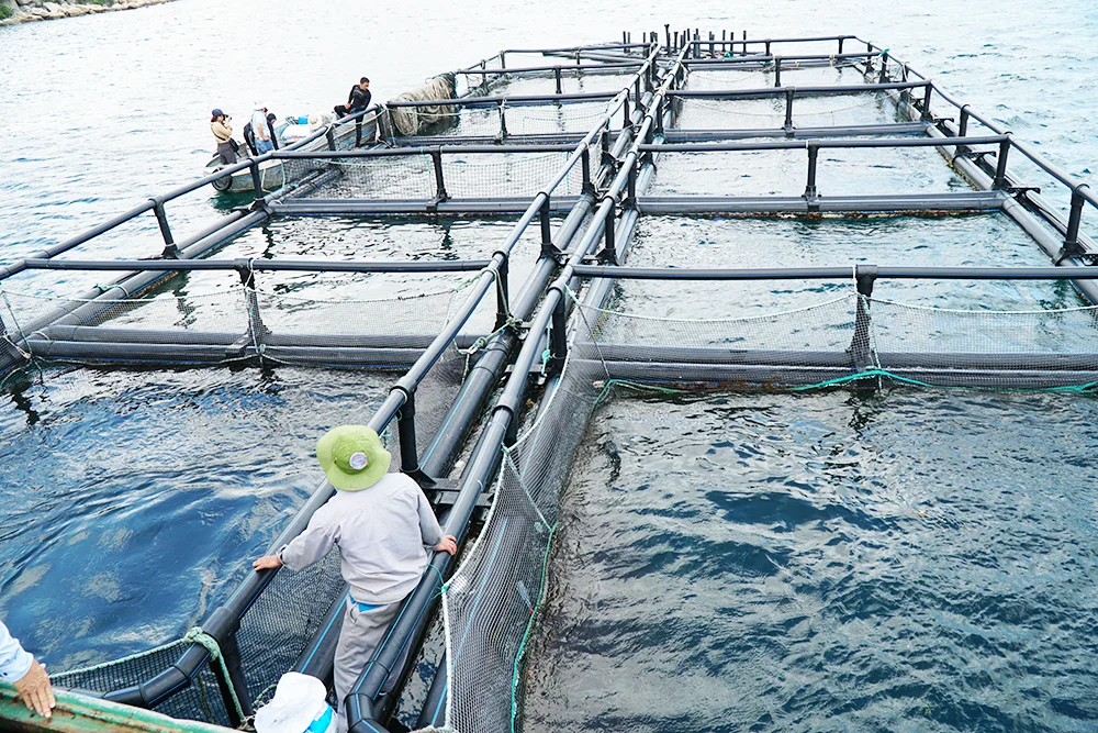 Hdpe Floating Square Cage Farming Fish Cage Floating Black Frame Square ...