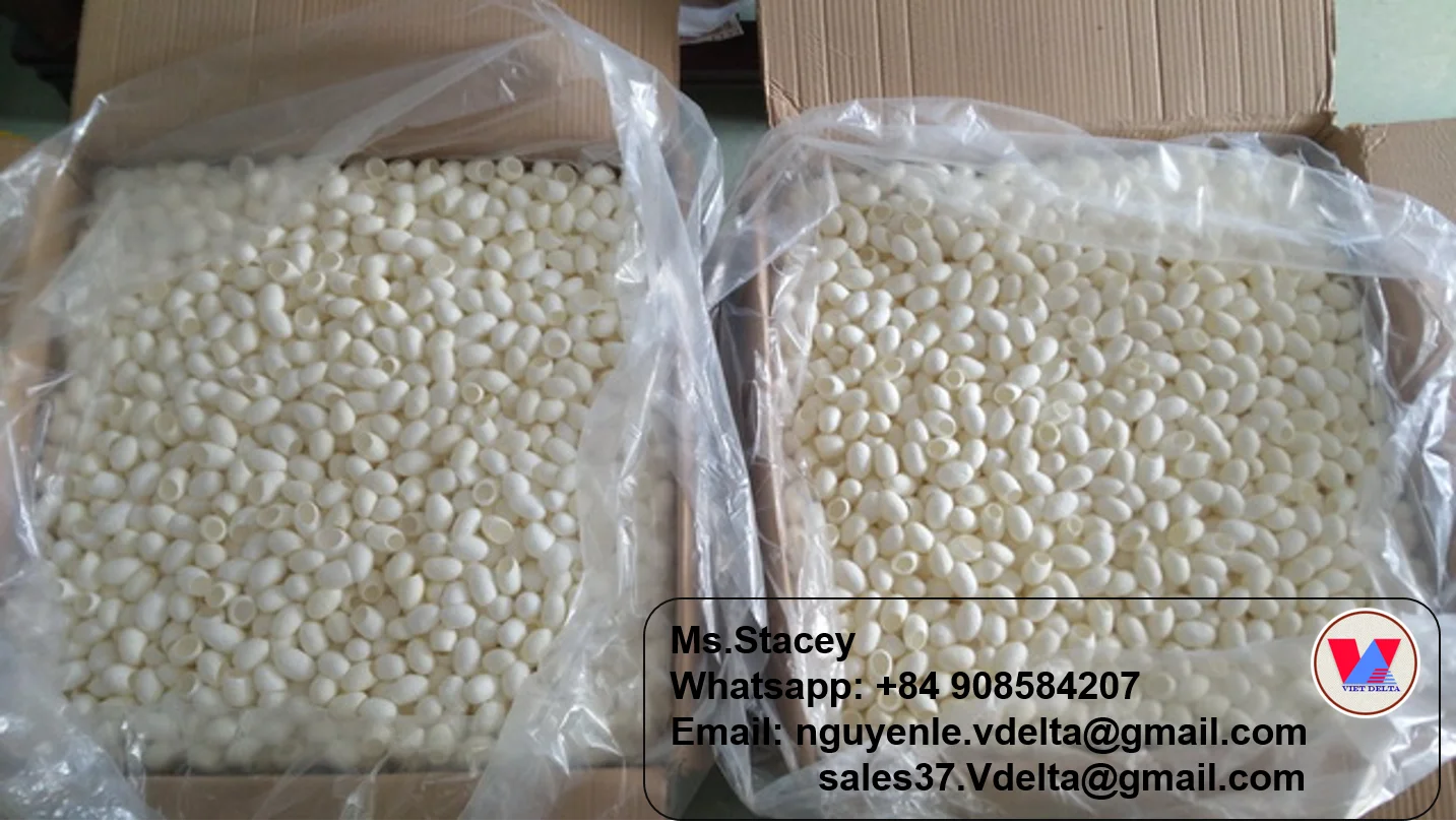 Fresh Natural Silkworm Cocoon for Silk Fiber - Mulberry Silk Cocoon ...