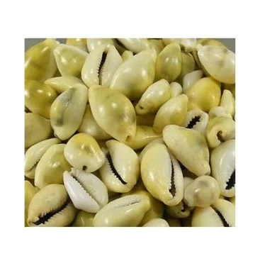 Dark Chicoreus Ramosus Murex Conch Snail Shell Seashell Murex Operculum ...