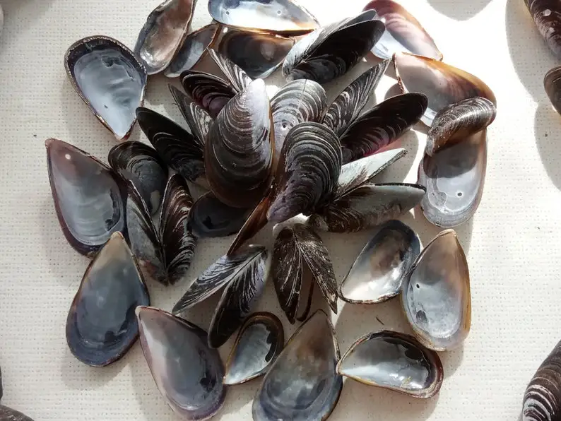 Sea Shells Murex Operculum Murex Snail - Dried Shell for Perfume