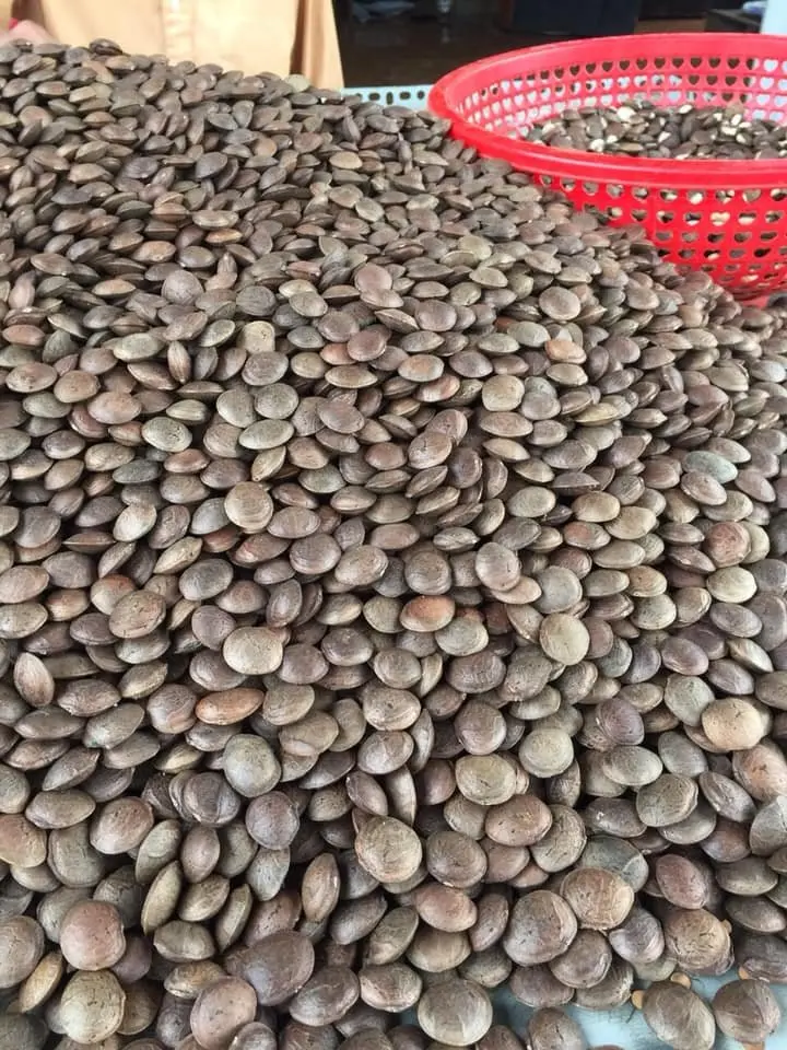 ROASTED SACHA SACHA INCHI NUT FROM VIETNAM- Make Sachi Oil - Helen +84 ...