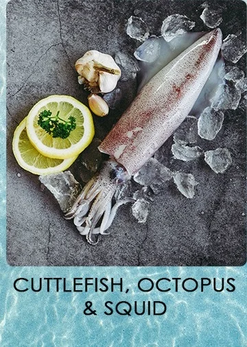 Cat Tiger Shrimp - Premium Frozen Seafood from Fish International
