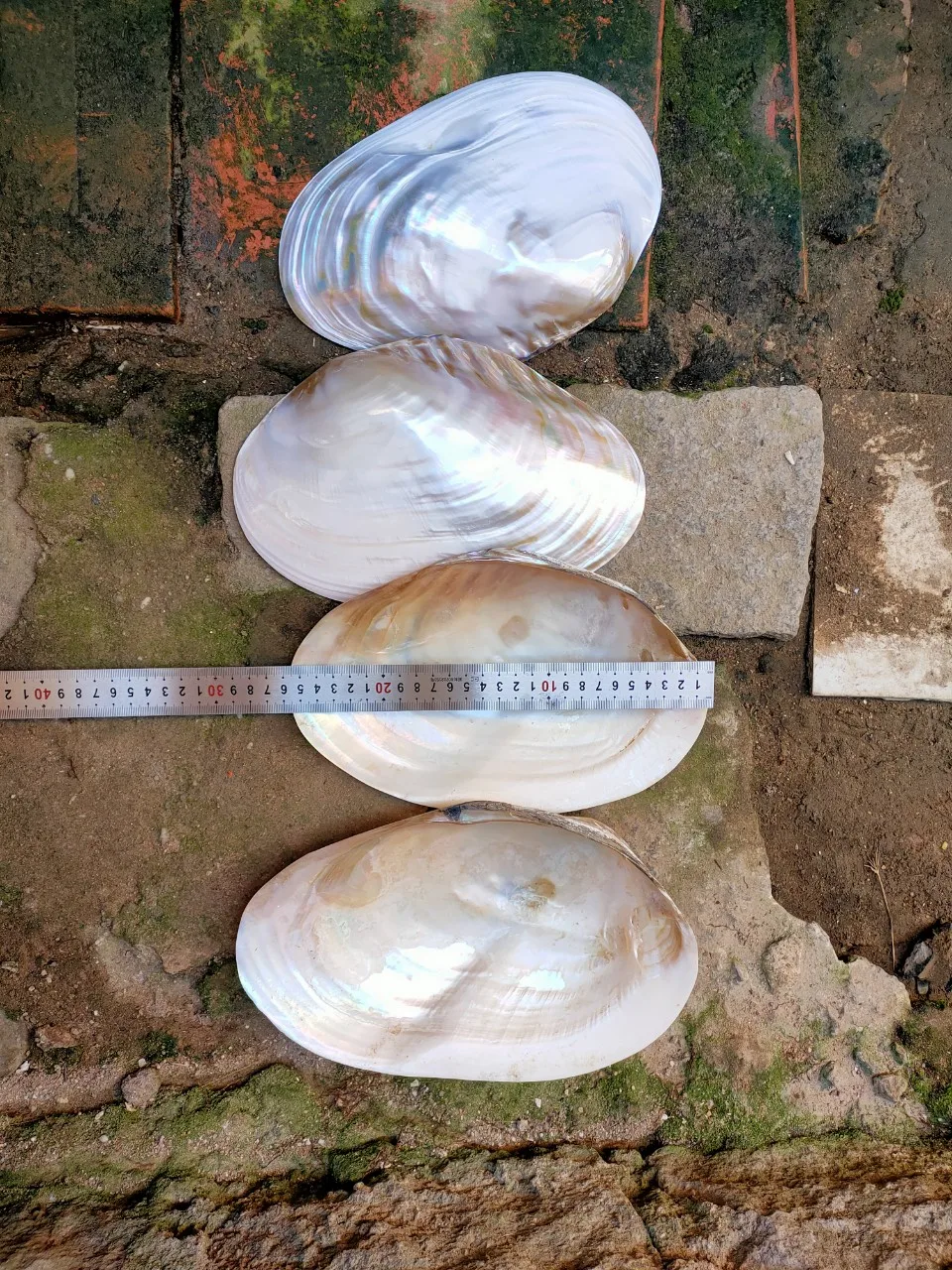 Good Price Natural Snail Shells From Vietnam Red Turban - Buy ...