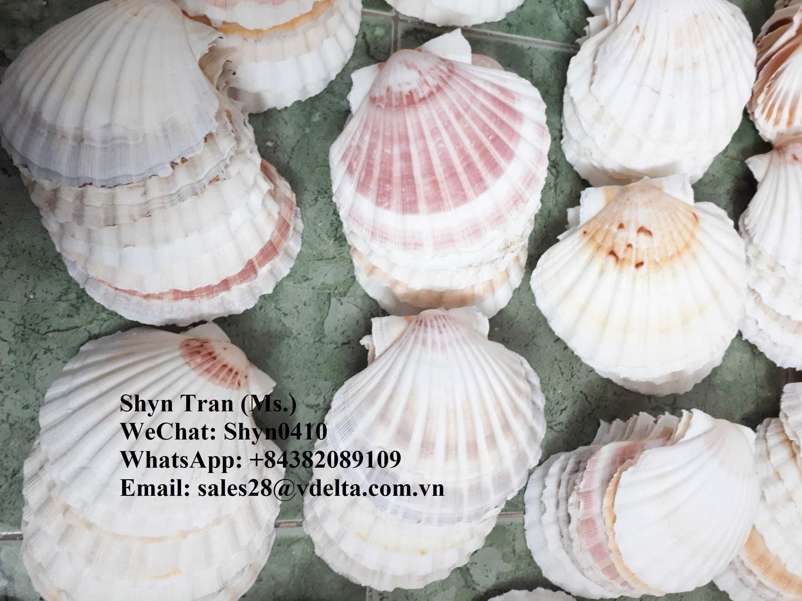 Natural Scallop Sea Shells From Vietnam With High Quality And Low Price ...