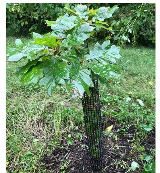 Different Types of Tree Guards for Effective Tree Protection