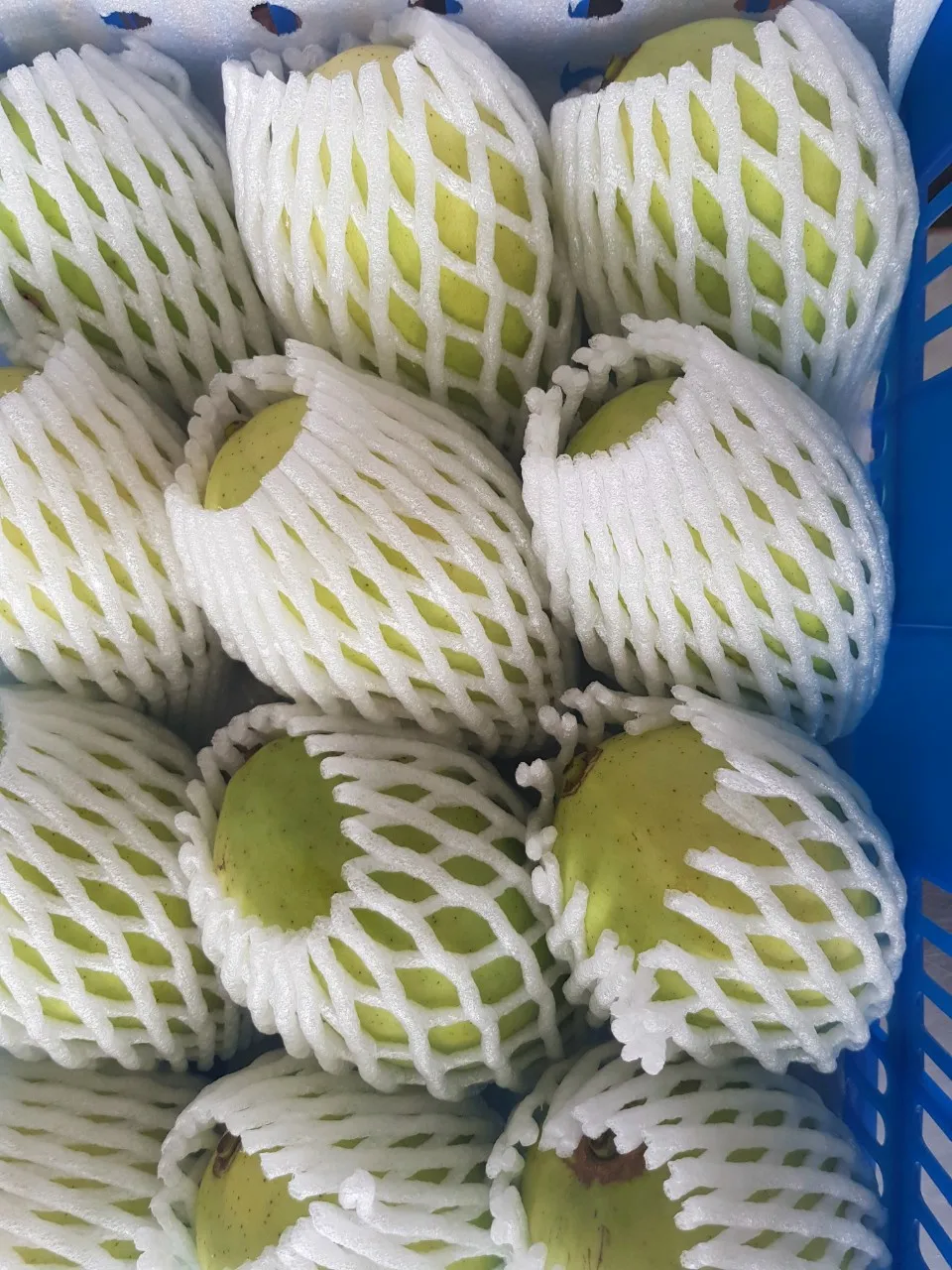 Fresh Mango Fruit Kaew - High Quality & Delicious Taste