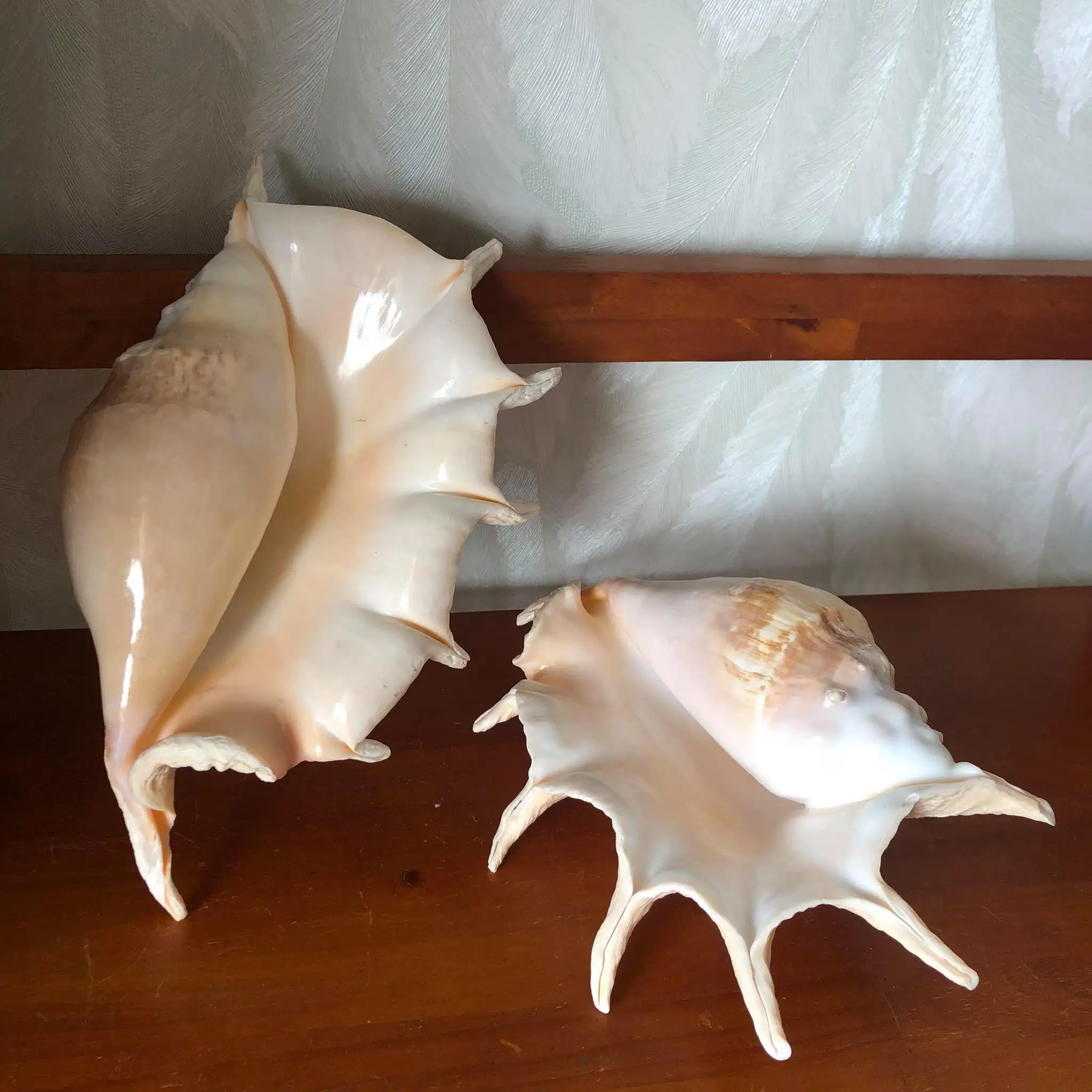 Many Types Of Seashells Abalone Shells Conical Shells Cowries Shells ...