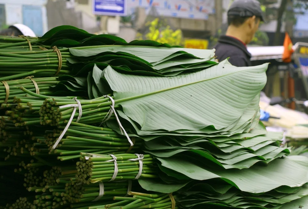 Dong Leaf - Perfect for Wrapping Banh Chung and Food Decor