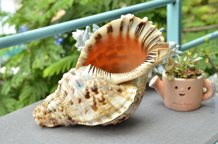 Green Conch Shells - Turbo Marmoratus for Decorative Use