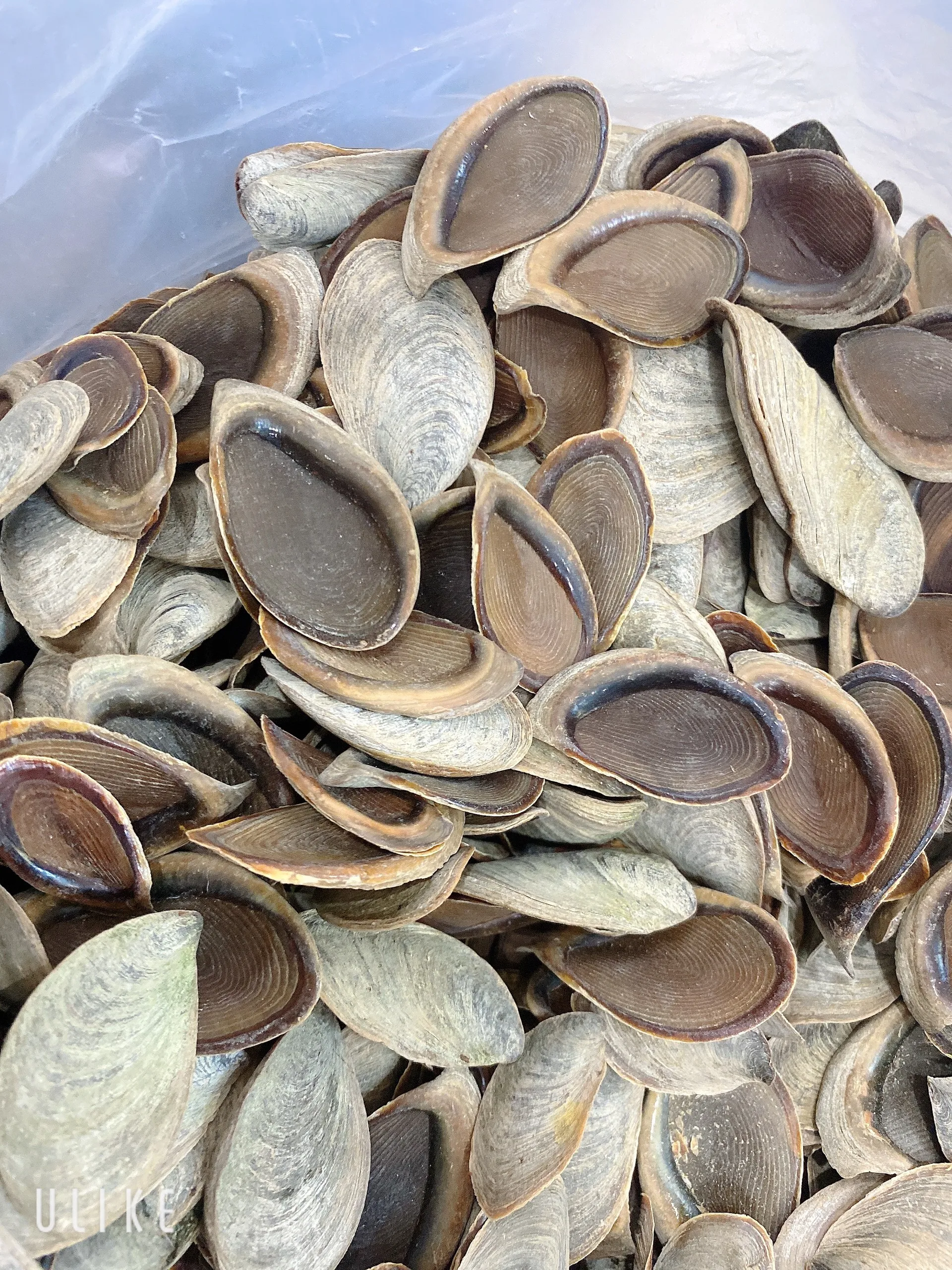 Seashell Murex Operculum Shell/murex Snail / Dried Operculum Shell ...