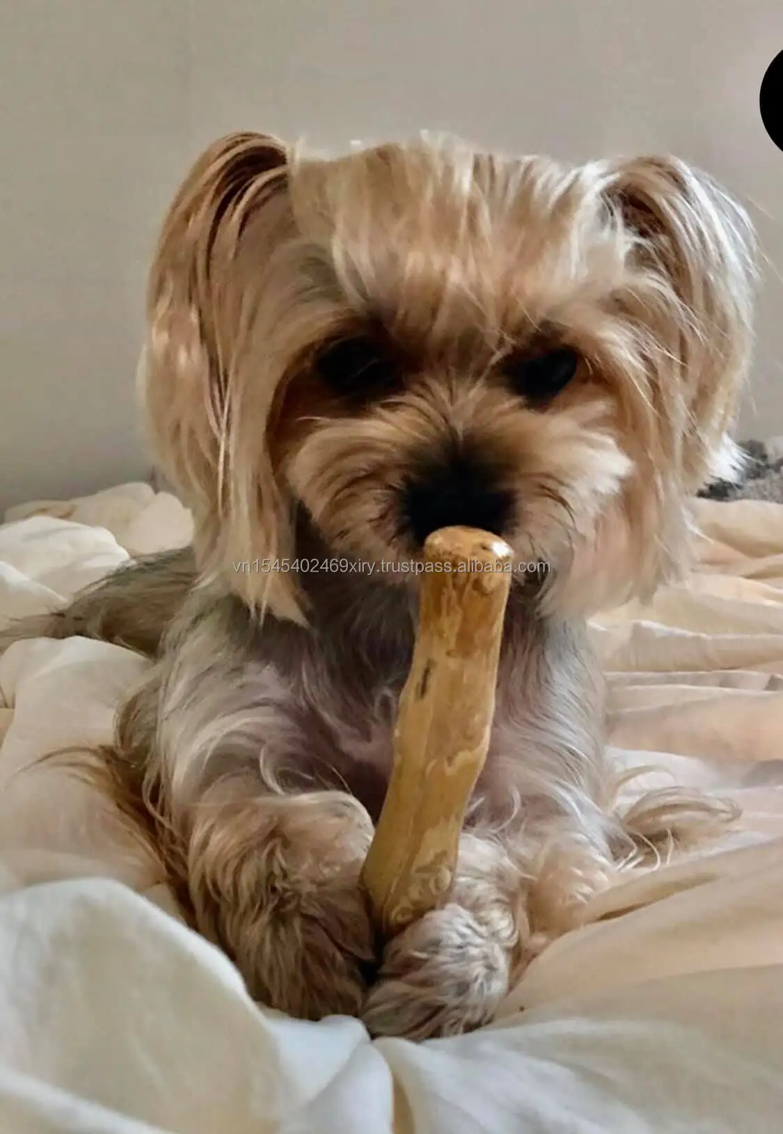 Natural Eco-friendly Coffee Wood Dog Chew Stick Safe For Dog/ Dog Chew ...