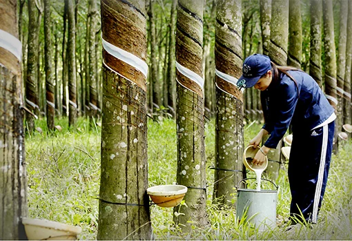 High Quality 60% Drc Concentrated Latex Natural Vietnamese Rubber With ...