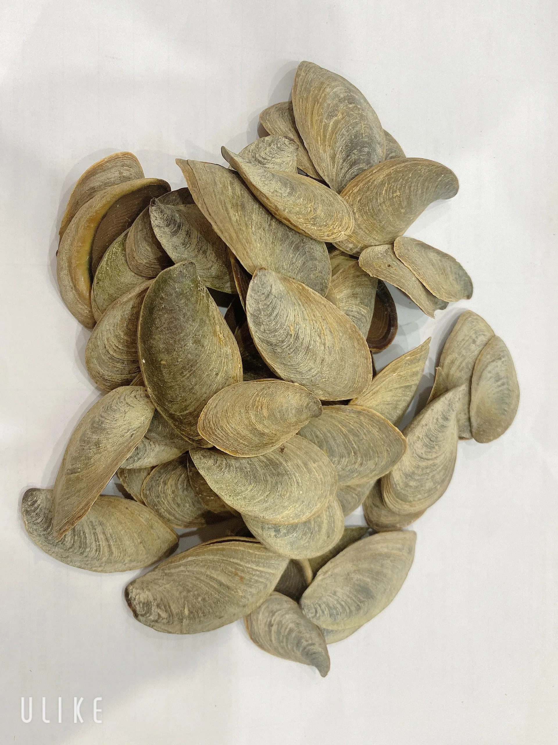 Natural Murex Operculum In Vietnam - Buy Murex Operculum,Dried Murex ...