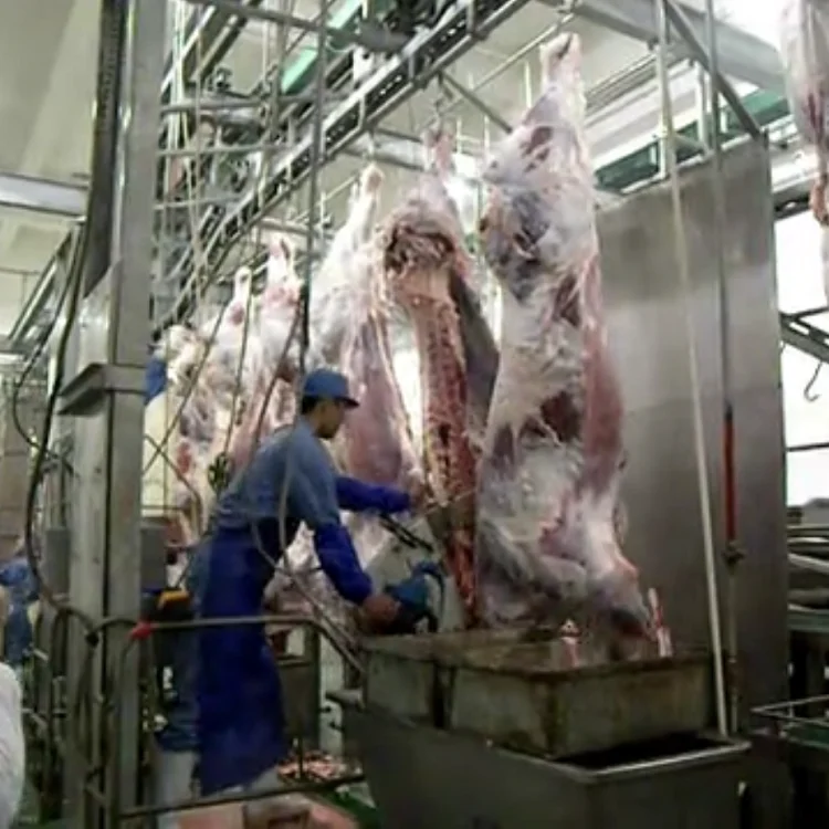 Cattle Complete Slaughter Line Killing and Bleeding Beef Slaughter ...