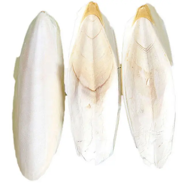 High Quality Cuttle Fish Bone/ Cuttlebone/ Squid Bone From Vietnam ...