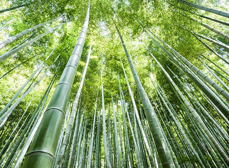 4Inch Disposable Bamboo Skewer Black Loop Finger Ring Picks| Alibaba.com