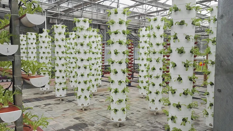 Vertical Aeroponic Grow System for Efficient Lettuce Production