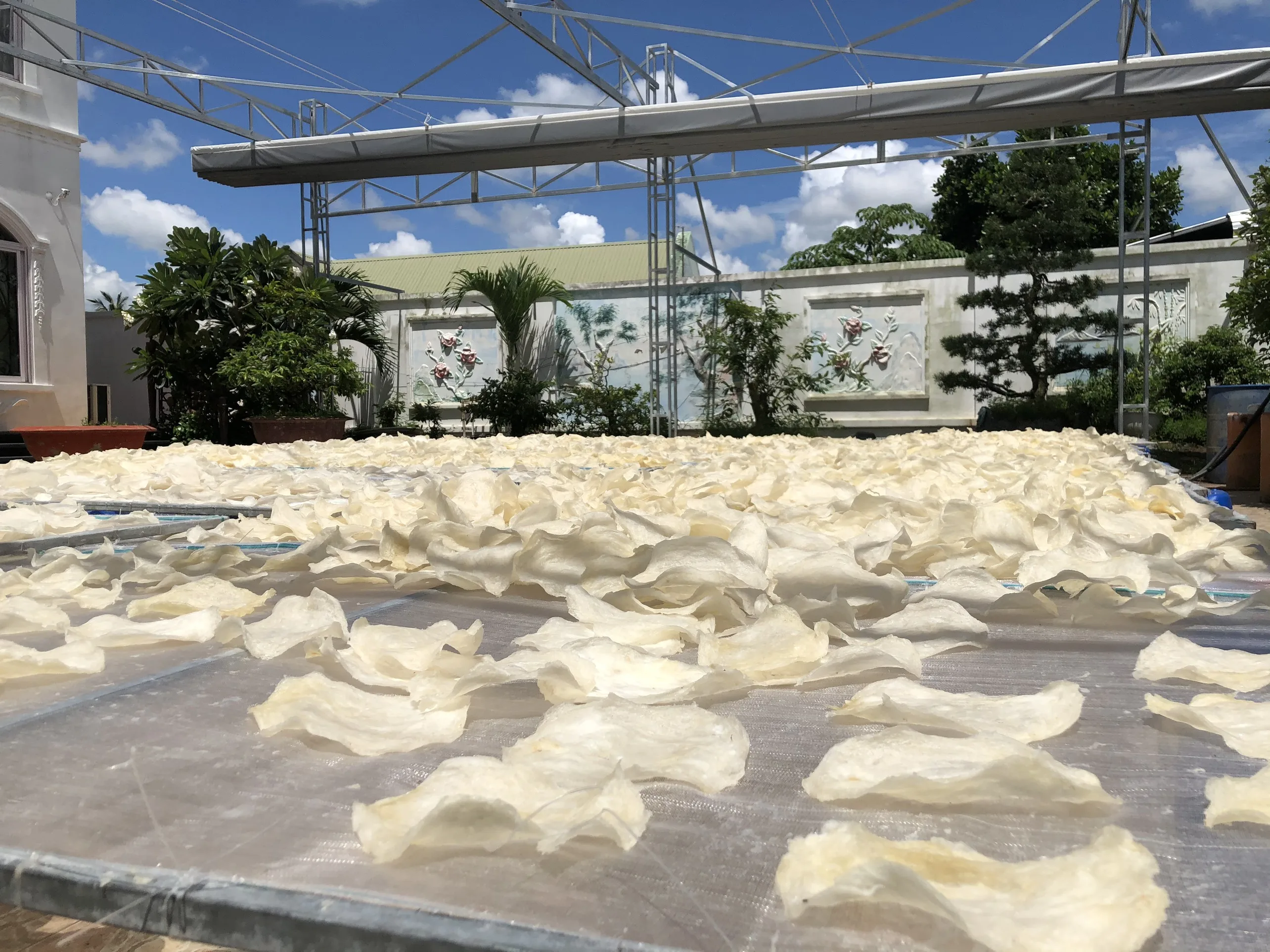 High Quality Dried Ling Fish Maw - Nutritious & Effective